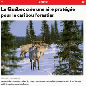 L’orignal, le caribou, le siffleux : les noms québécois des animaux