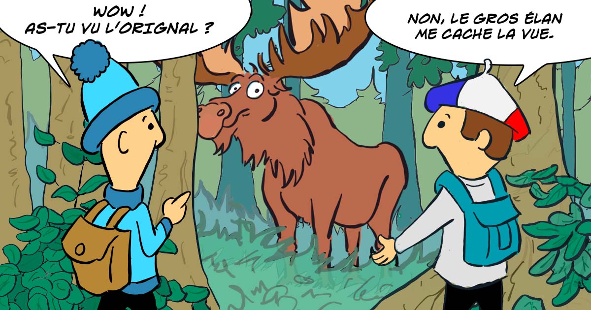 L’orignal, le caribou, le siffleux : les noms québécois des animaux